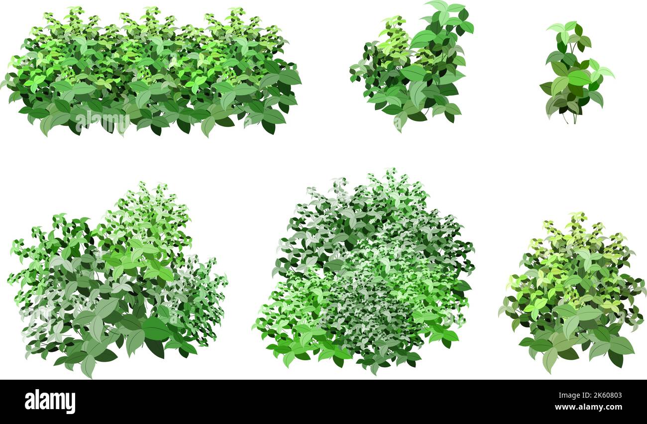 Realistic garden shrub, seasonal bush, boxwood, tree crown bush foliage ...