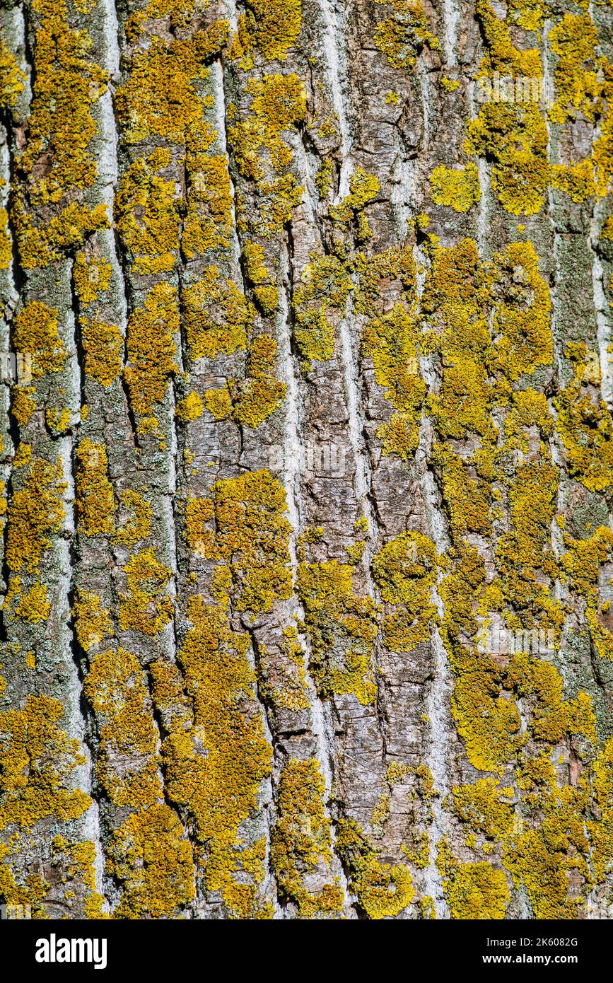 The wavy texture of poplar tree bark texture Rough wood natural pattern ...