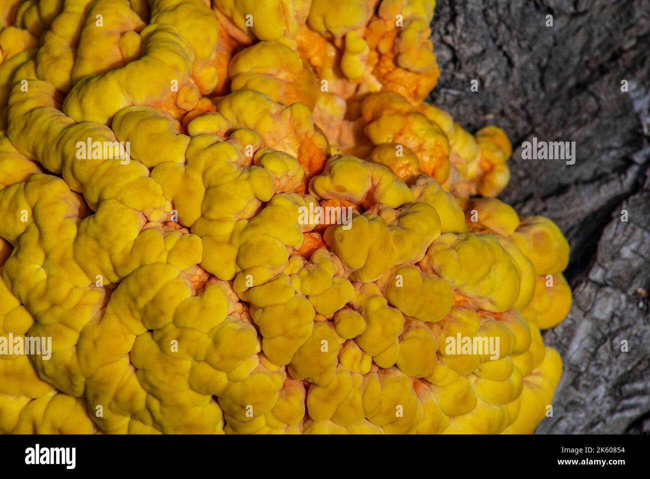 Laetíporus sulphúreus Chicken of the wood The sulfur-yellow tinder ...