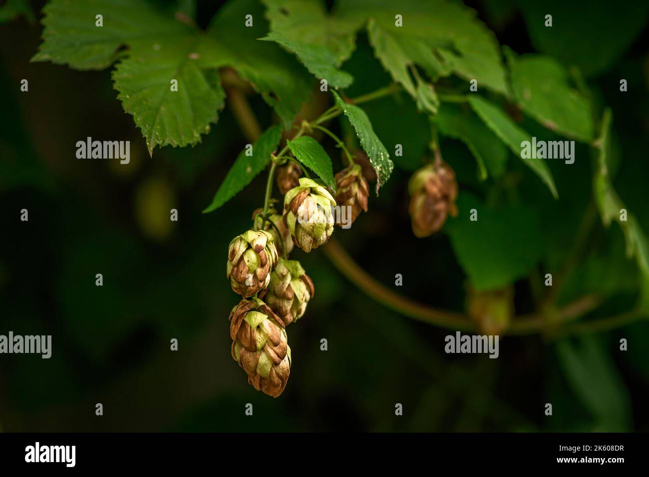 Green ripe Detail of fresh Hop cones - raw material for beer production ...