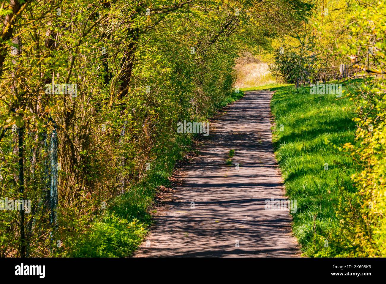 A single trail between trees and bushes in a rural area in hazy ...