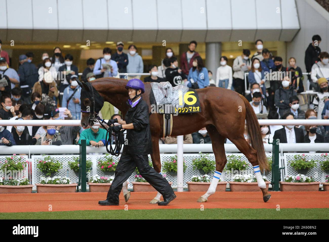 Hyogo, Japan. 9th Oct, 2022. Toshin Macau Horse Racing : Toshin Macau ...