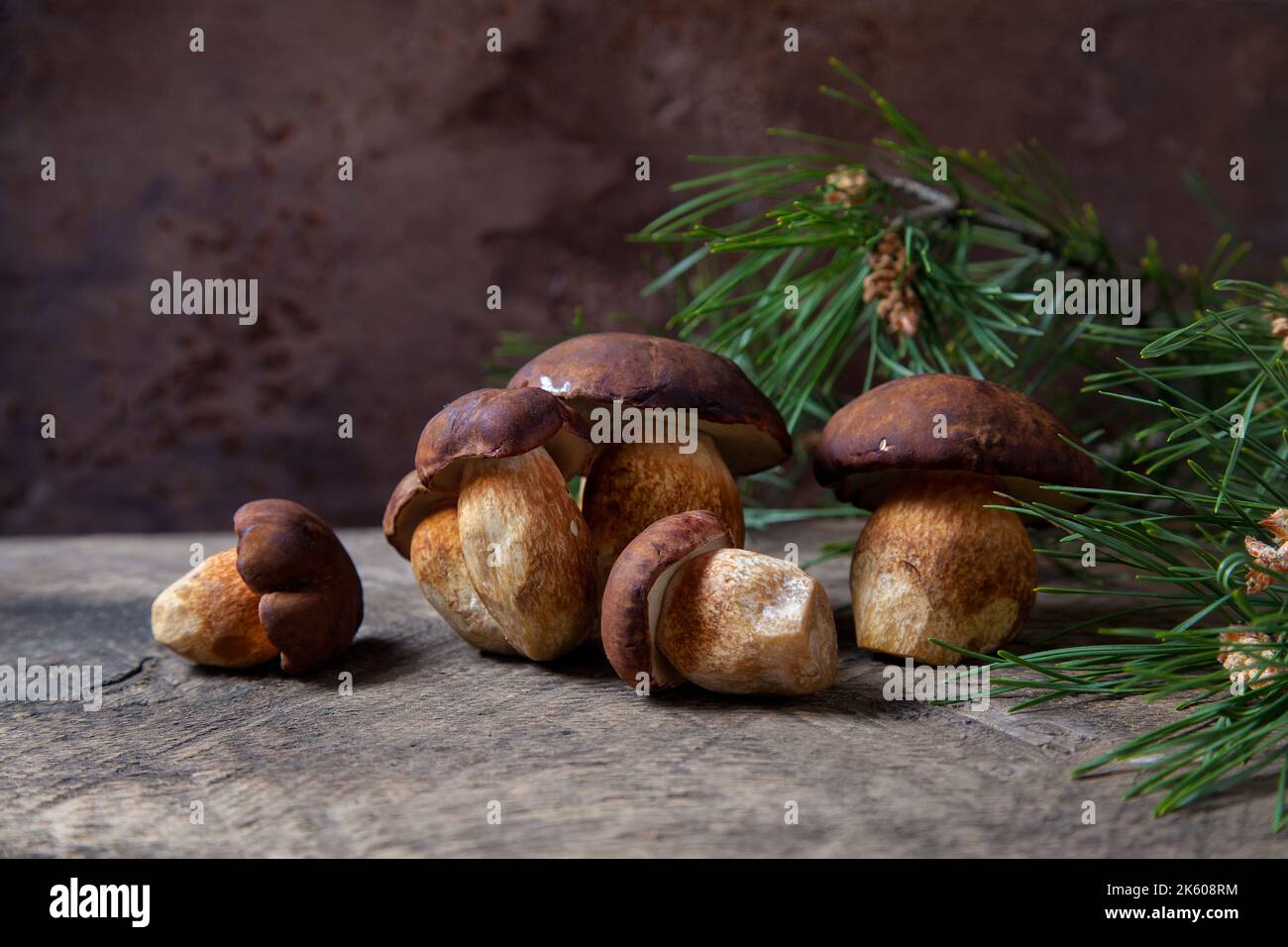 Autumn composition of several boletus badius, imleria badia or bay ...