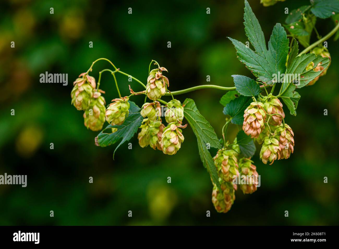 Green ripe Detail of fresh Hop cones - raw material for beer production ...