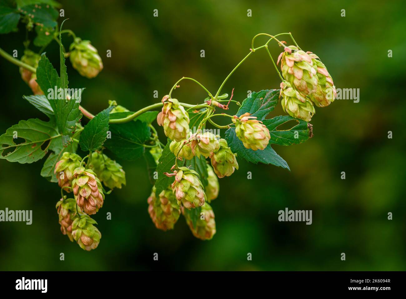 Green ripe Detail of fresh Hop cones - raw material for beer production ...
