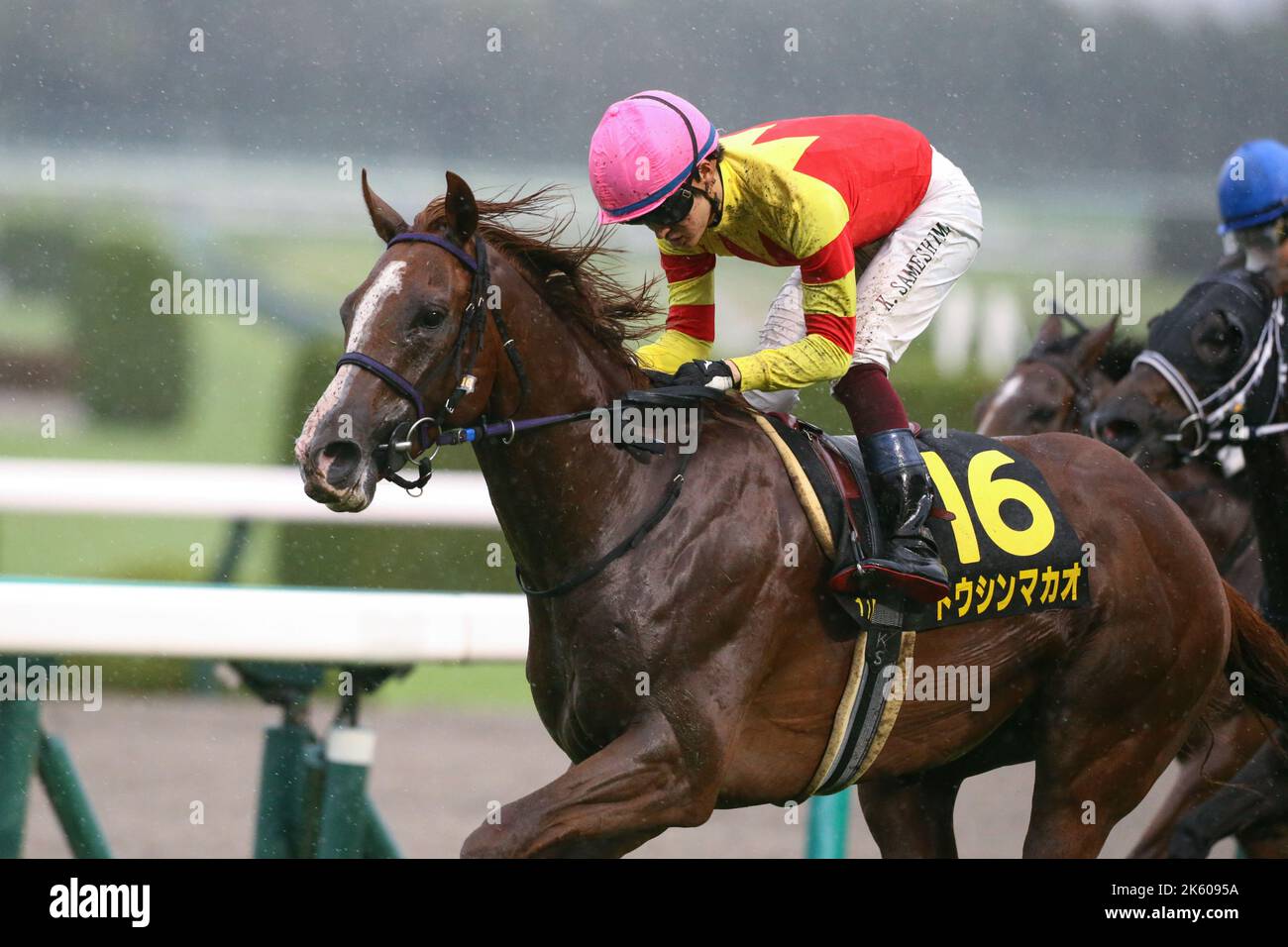 Hyogo, Japan. 9th Oct, 2022. Toshin Macau (Katsuma Sameshima) Horse ...