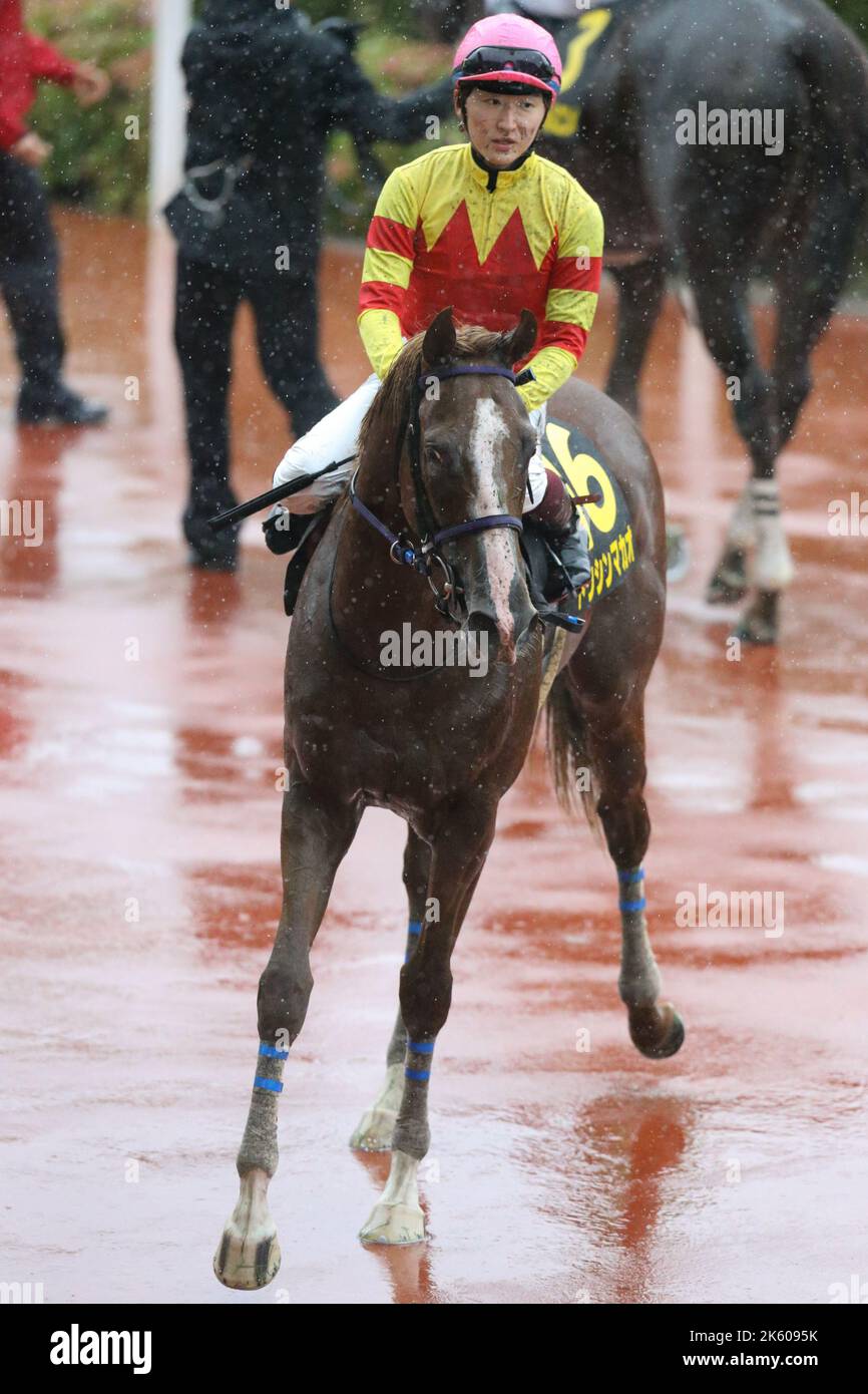 Hyogo, Japan. 9th Oct, 2022. Toshin Macau (Katsuma Sameshima) Horse ...