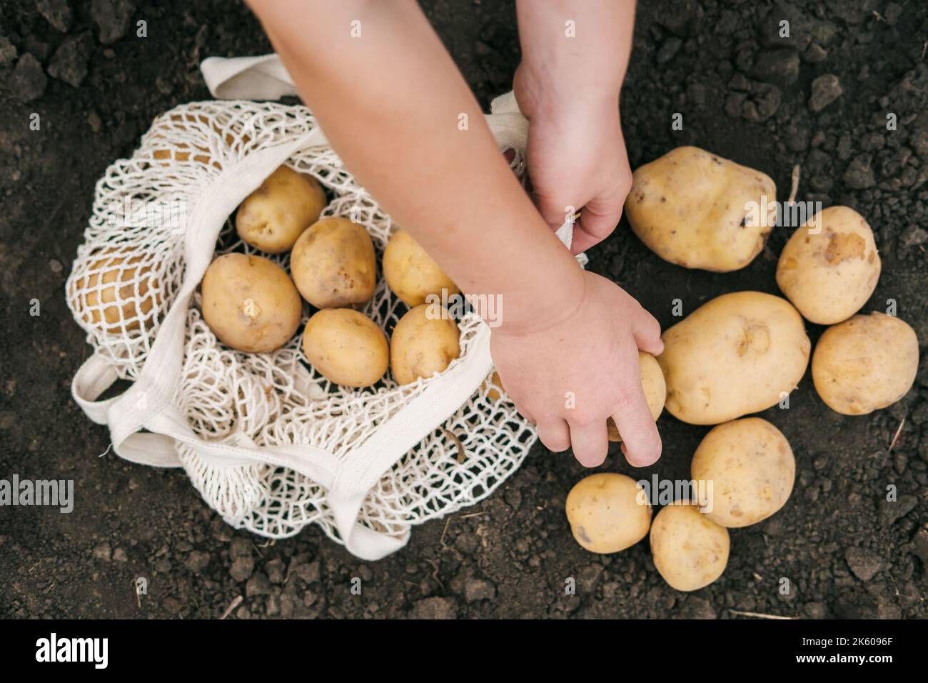A woman's hands picking harvest from the ground to put it in eco bag ...
