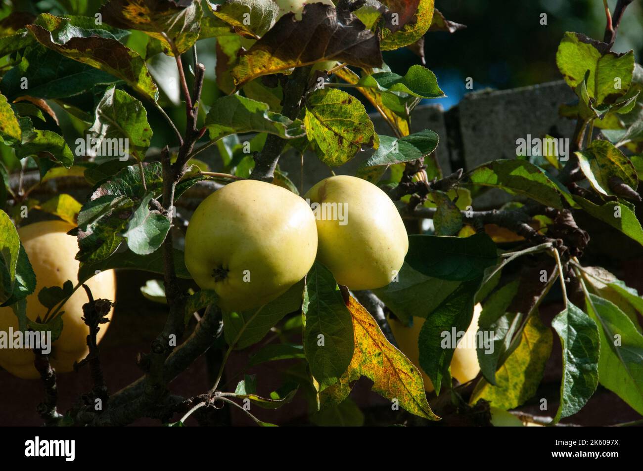 Around the UK - Ladies Fingers of Lancaster - One of a selection of ...