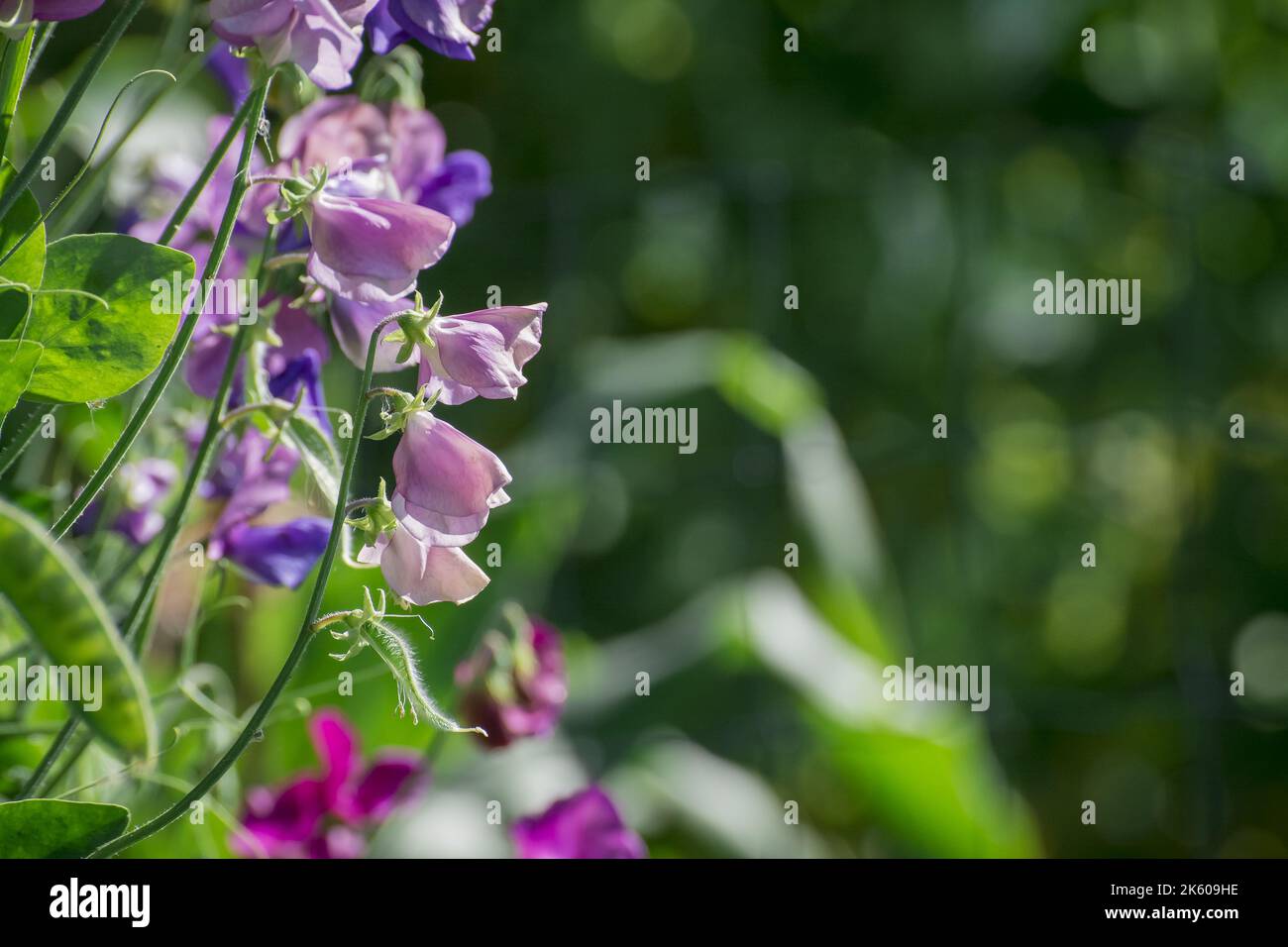 Sweet Peas Lathyrus odoratus in bloom Stock Photo - Alamy