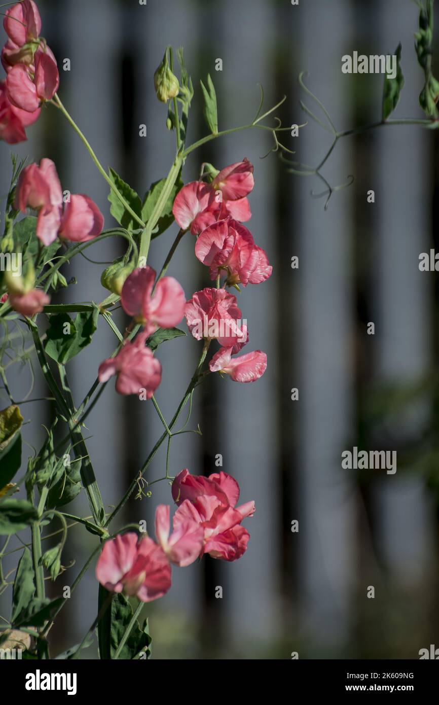Sweet Peas Lathyrus odoratus in bloom Stock Photo - Alamy