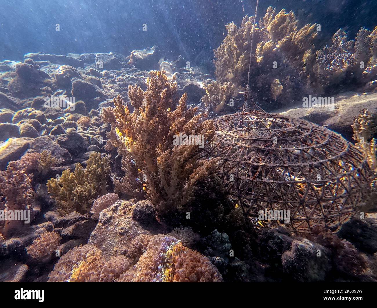 Underwater panoramic view of old crab cage on coral reef with tropical ...