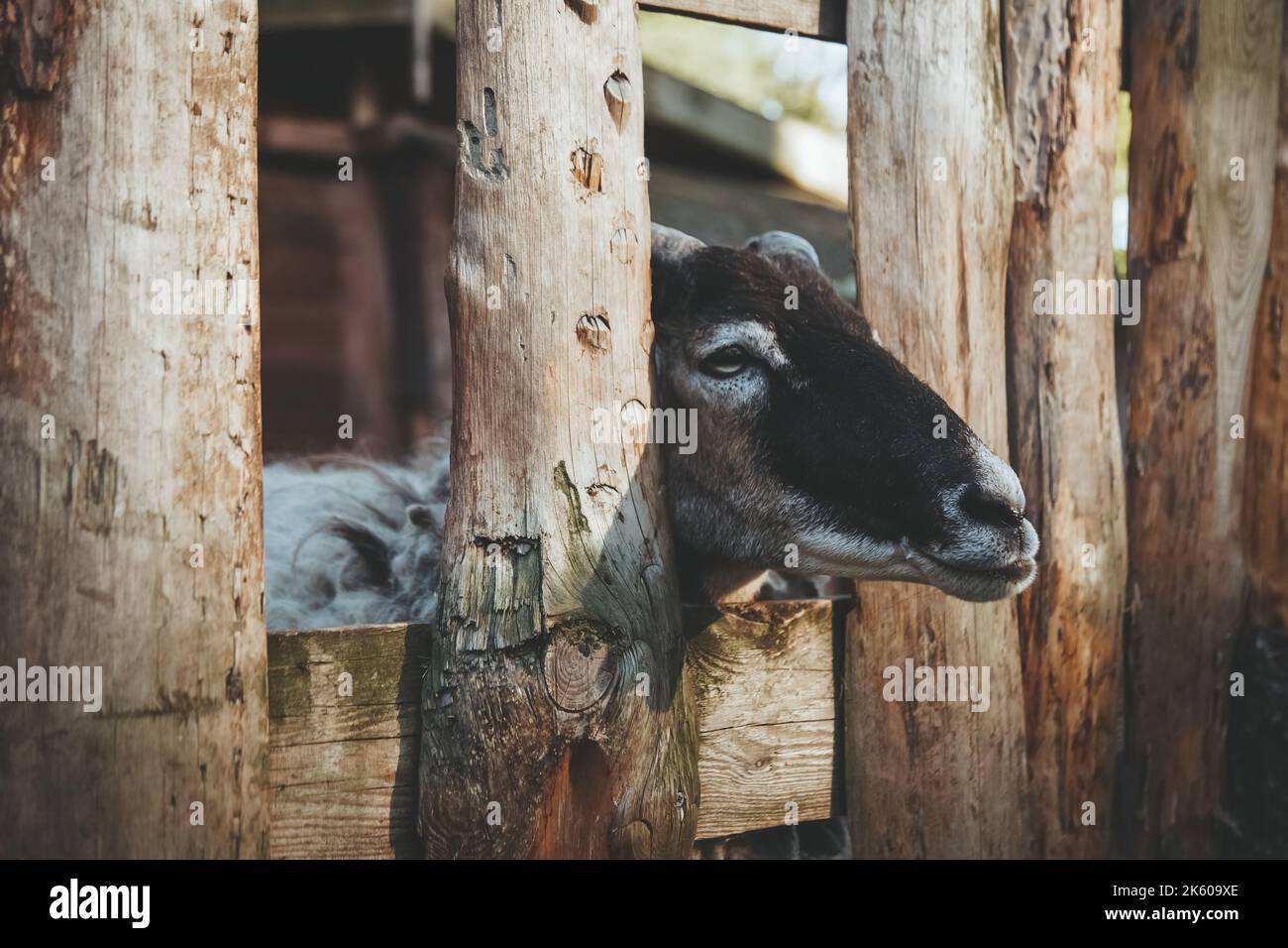 Animal stable hi-res stock photography and images - Alamy