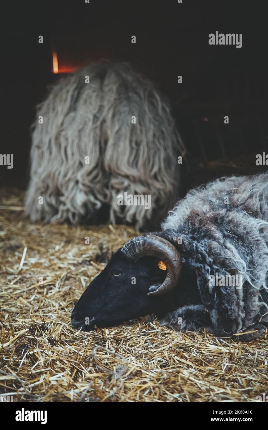 sheep household tired animal natural farming Stock Photo - Alamy