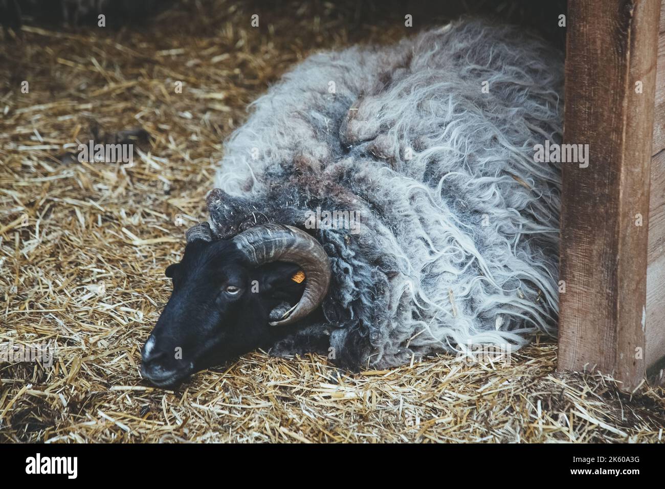 Sheep yard. Rest time. Natural farming. Lonely tired lamb with black ...