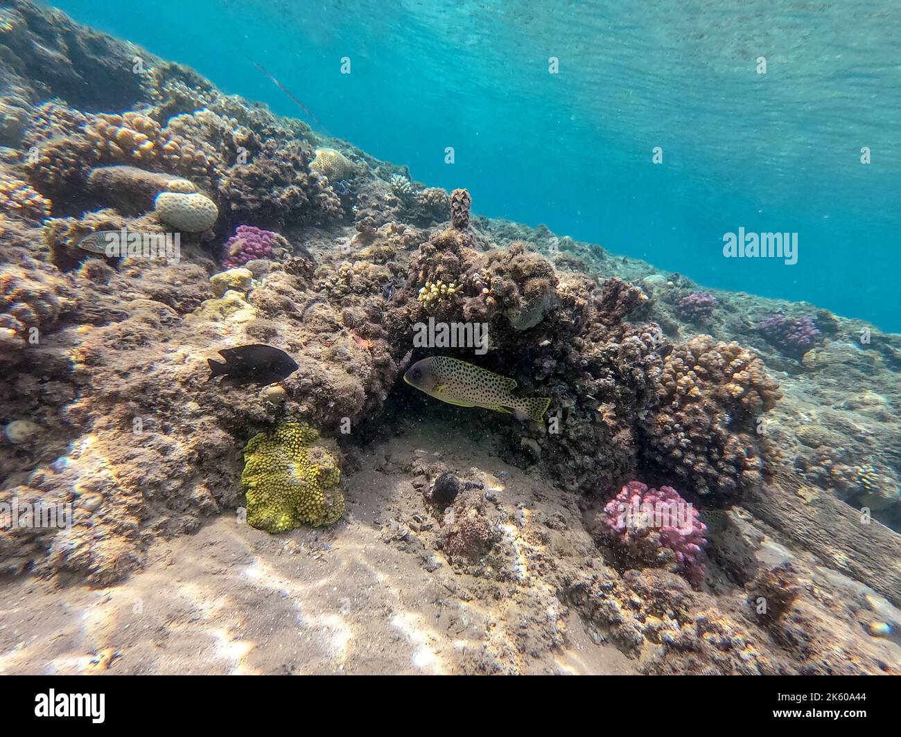 Close up view of Colorful tropical blackspotted rubberlip fish or ...