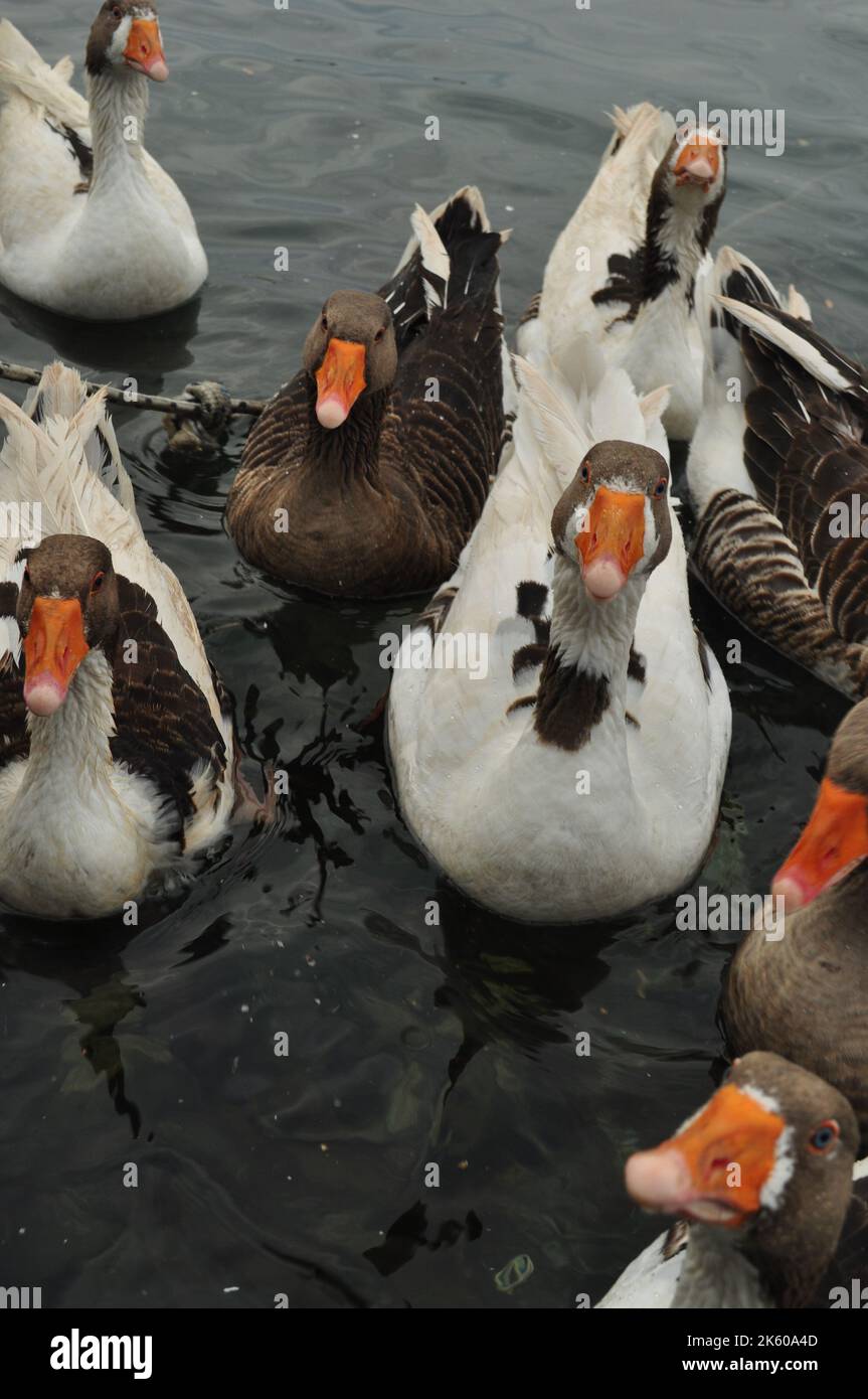 Geese, a flock of geese swimming on the beach of Beykoz, Istanbul ...