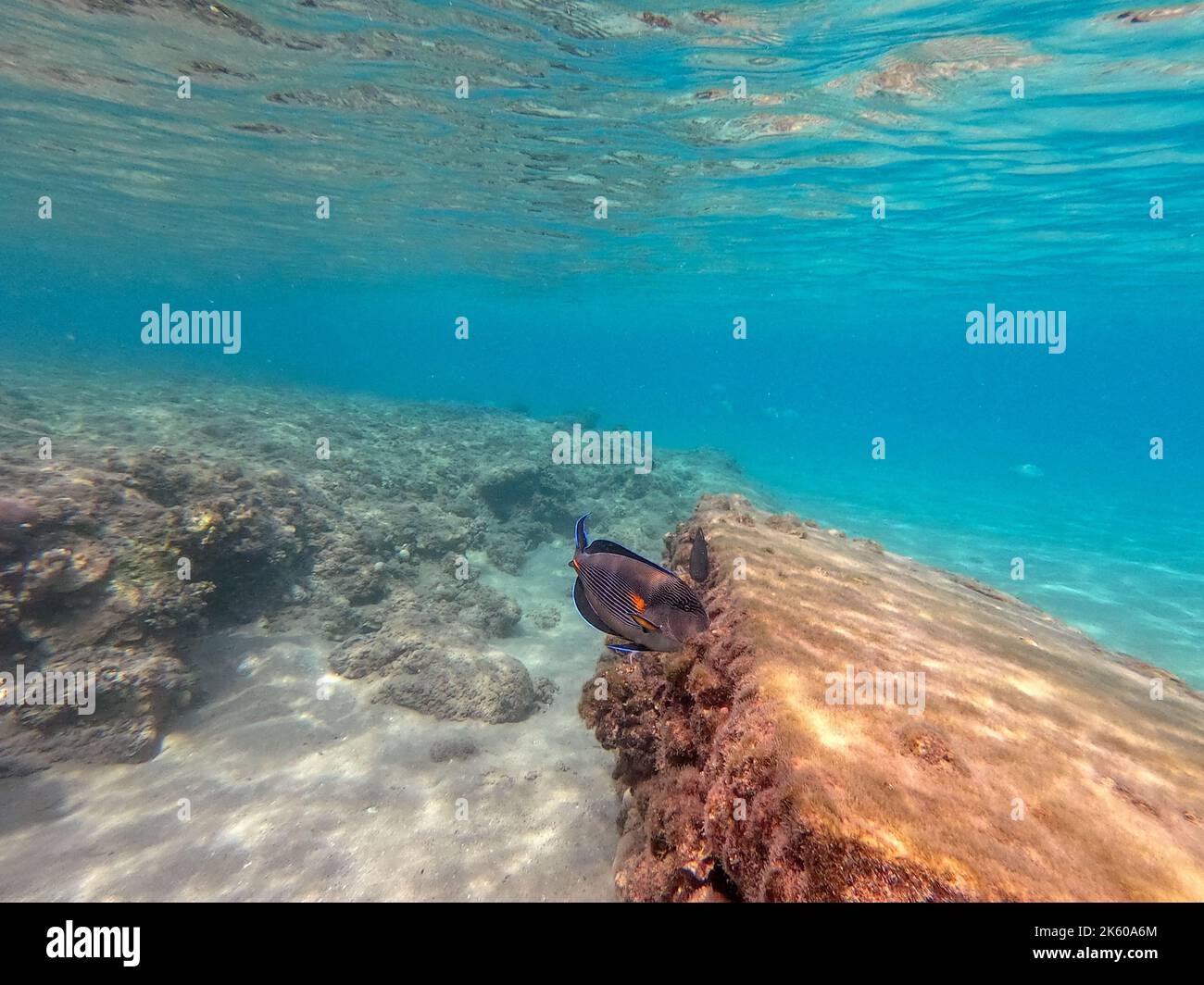 Colorful tropical fish Sohal Surgeon fish (Acanthurus Sohal) tang ...