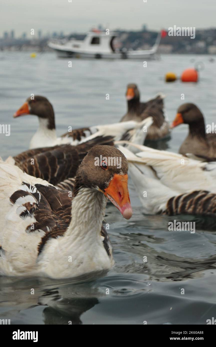 Floating duck coop hi-res stock photography and images - Alamy