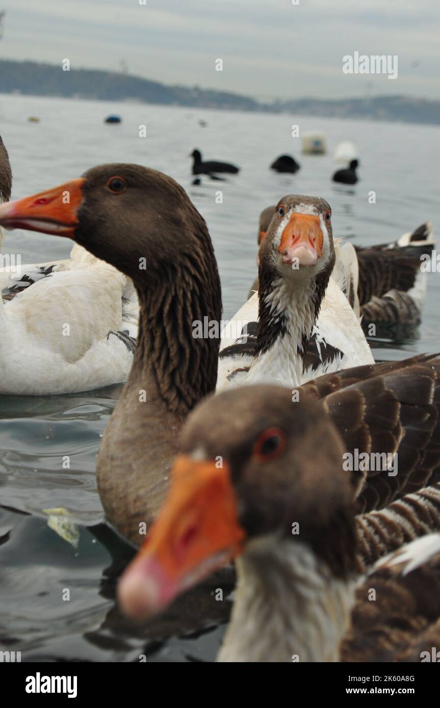 Orange beak goose hi-res stock photography and images - Alamy