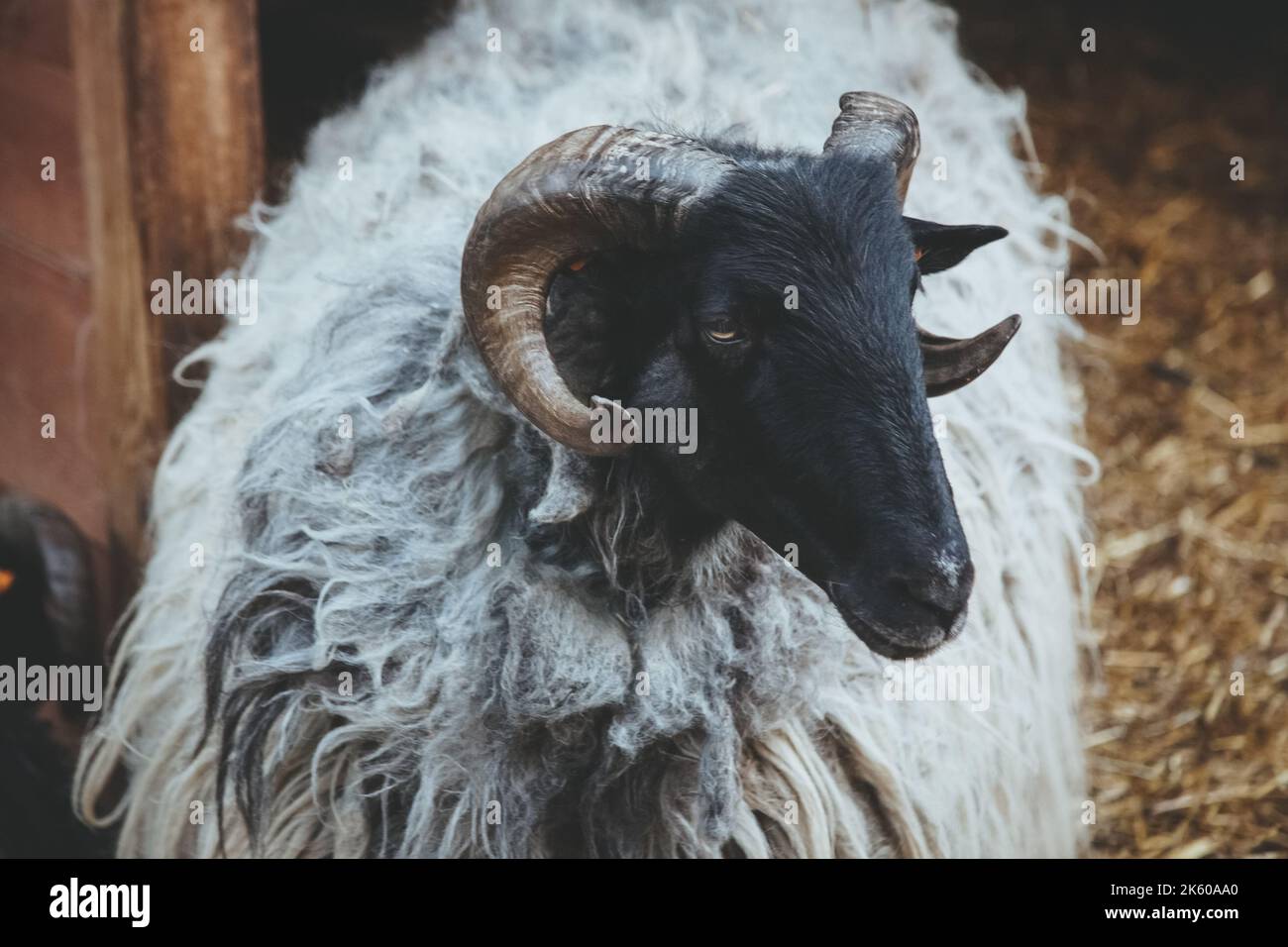 Cattle household. Ram person. Natural farming. Beautiful pedigreed ...