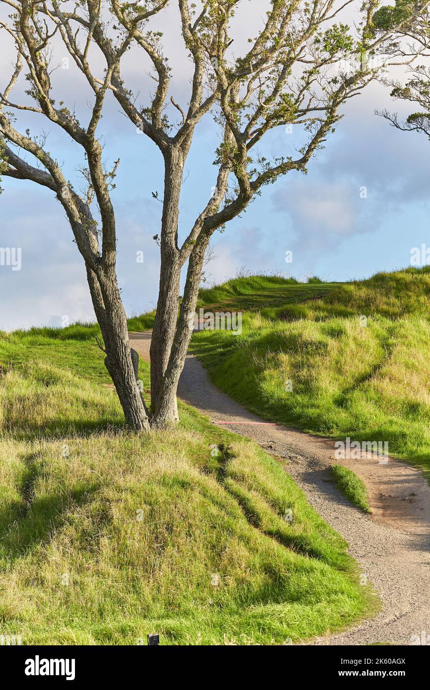 Footpath in park in spring Stock Photo - Alamy