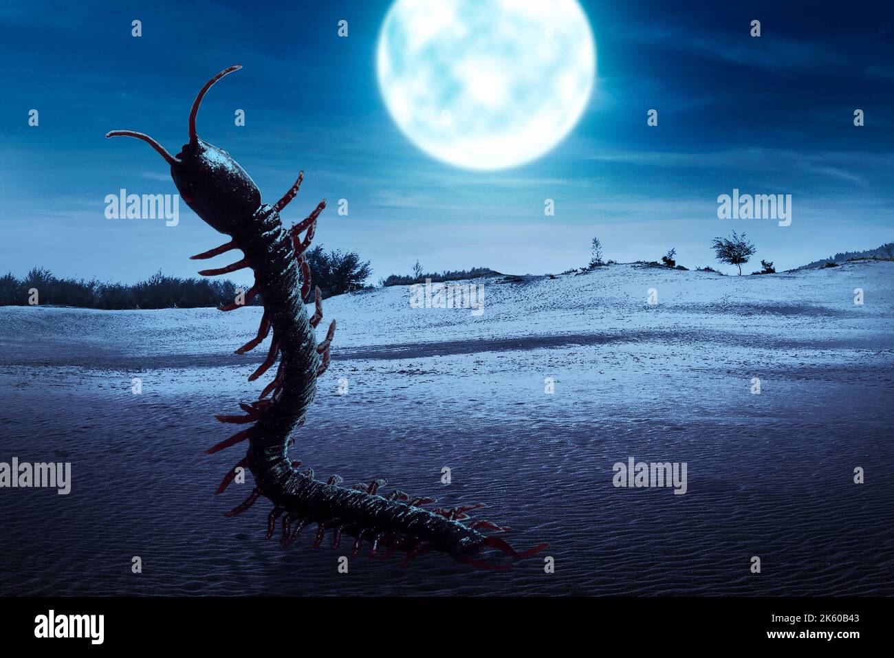 Centipedes walking on the ground in the night scene background Stock ...