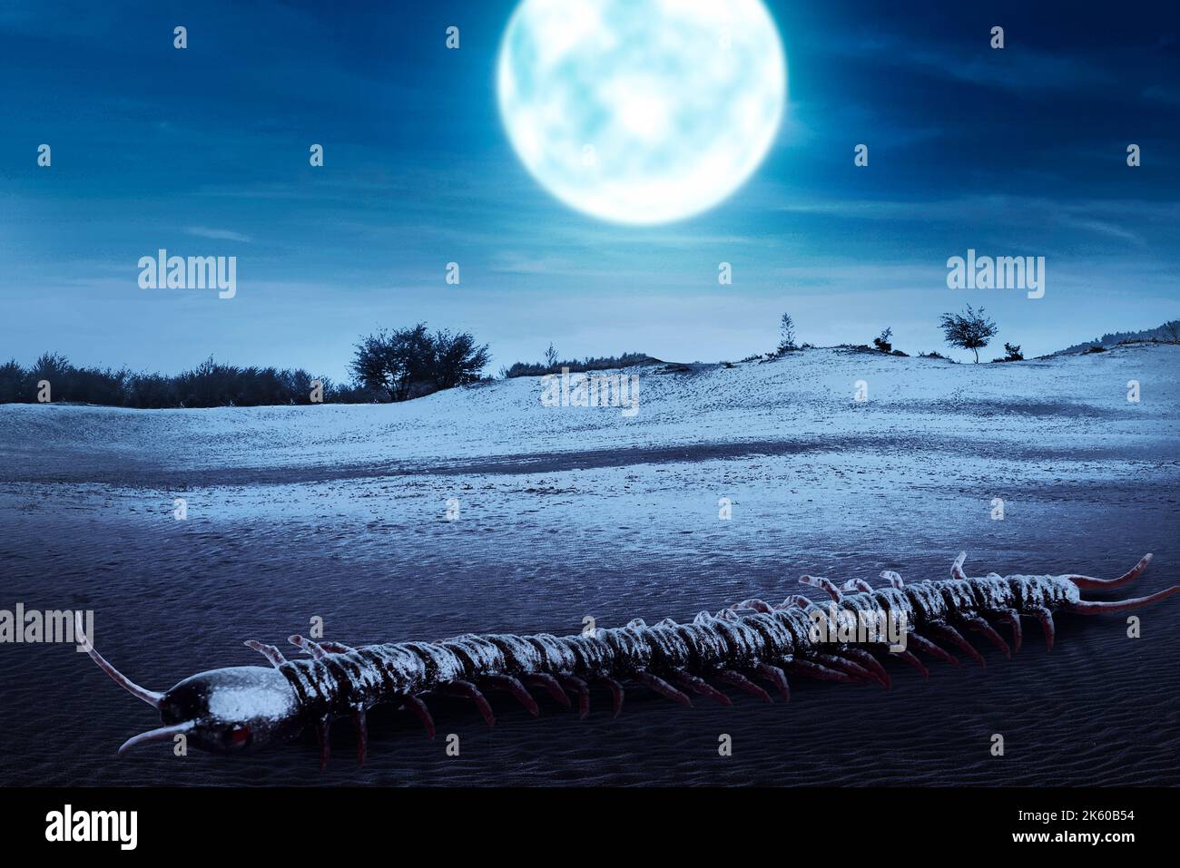 Centipedes walking on the ground in the night scene background Stock ...