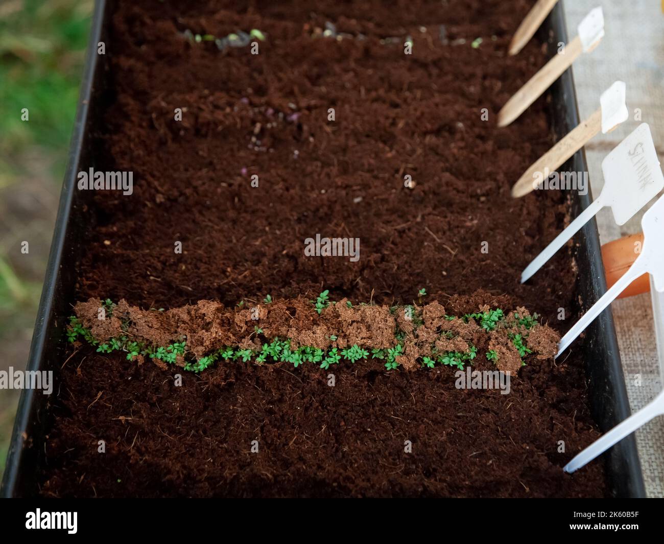 green spreads seedling cultivation natural farm Stock Photo - Alamy