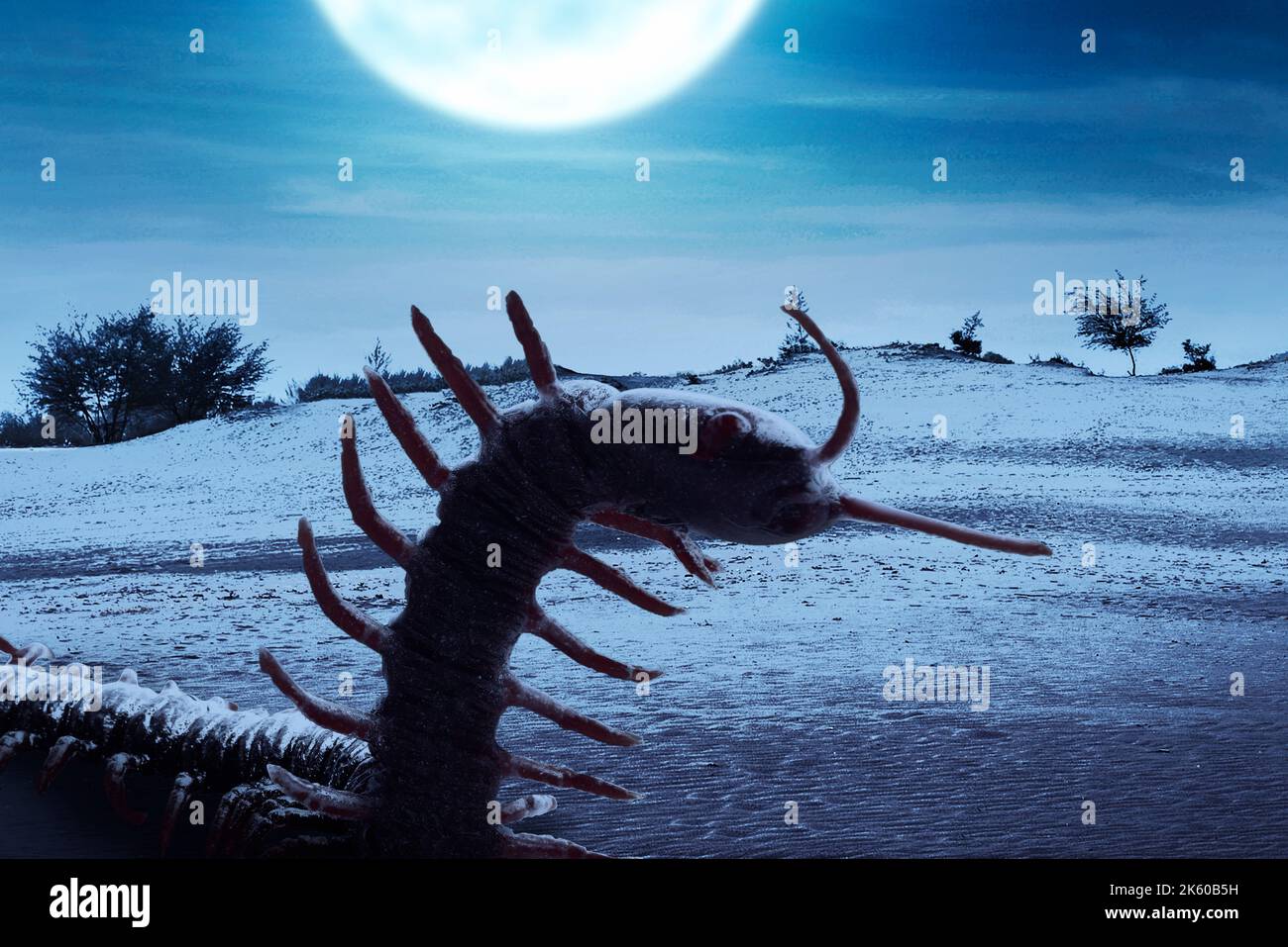 Centipedes walking on the ground in the night scene background Stock ...