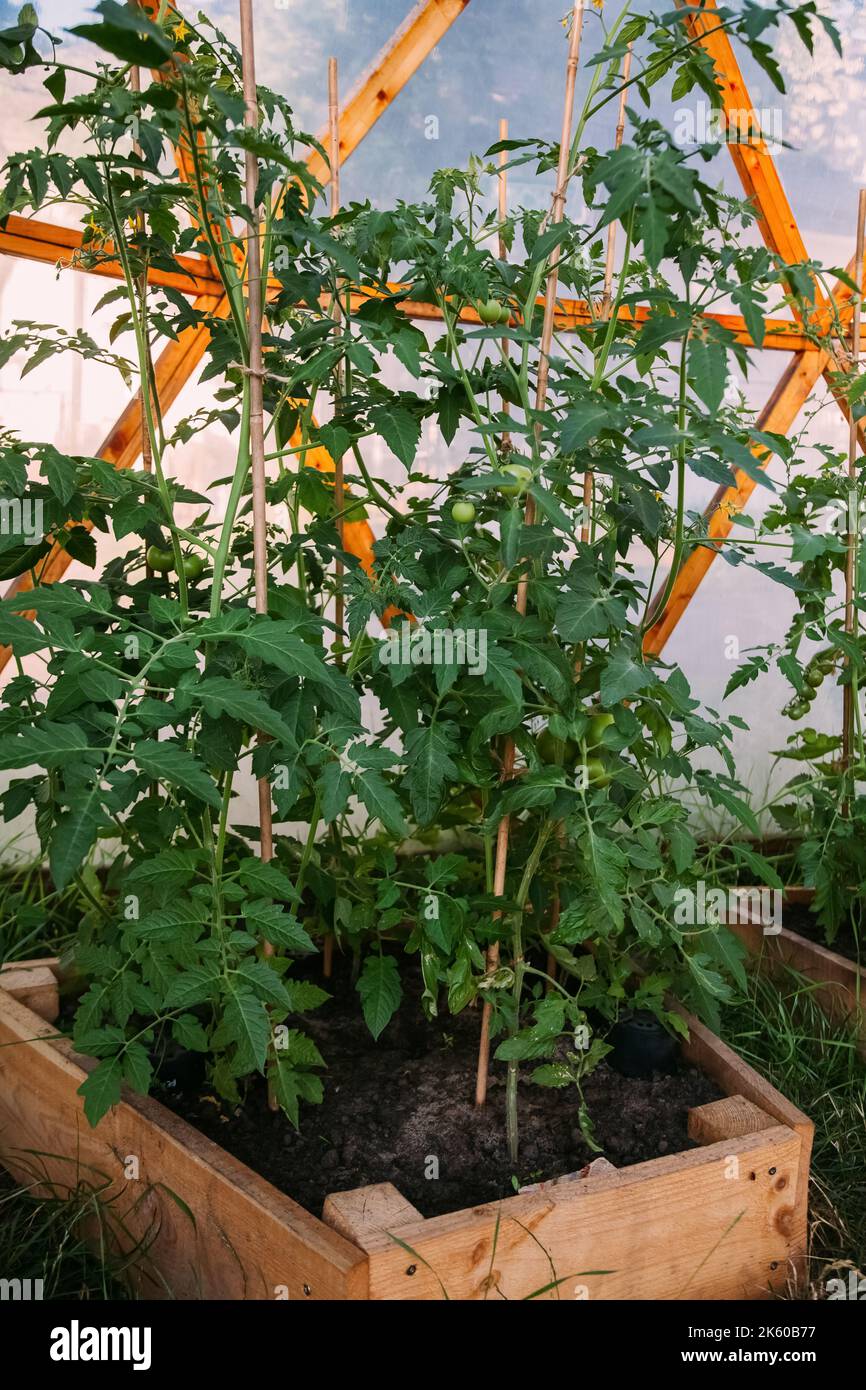 tomato foliage greenhouse cultivation eco farming Stock Photo - Alamy