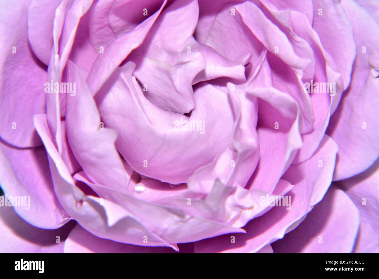 Lavender rose hi-res stock photography and images - Alamy