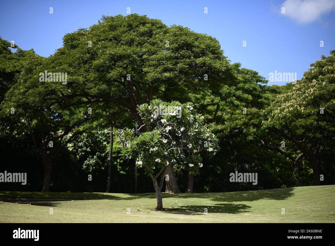 Beautiful tree flower plumeria acuminata hi-res stock photography and ...