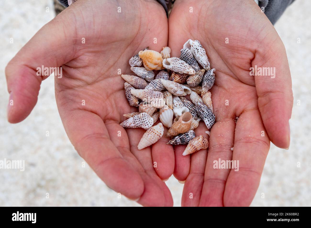woman hold hand full of seashells Stock Photo - Alamy