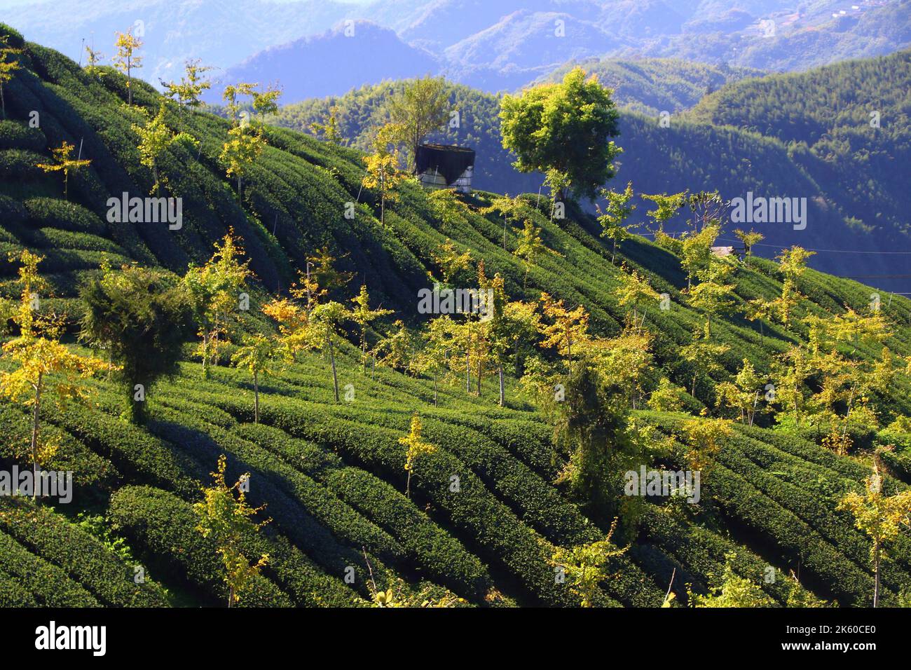 Tea fields in Taiwan. Hillside tea plantations in Shizhuo, Alishan ...