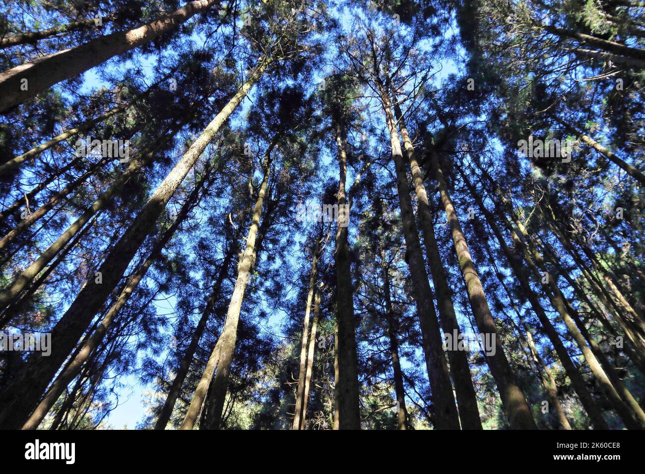Alishan National Scenic Area in Taiwan - beautiful cypress and cedar ...
