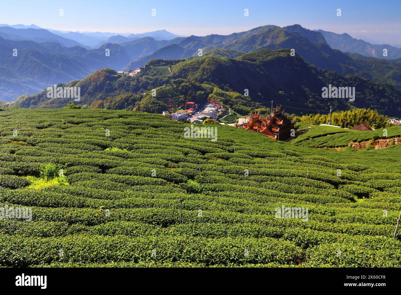 Tea fields in Taiwan. Hillside tea plantations in Shizhuo, Alishan ...