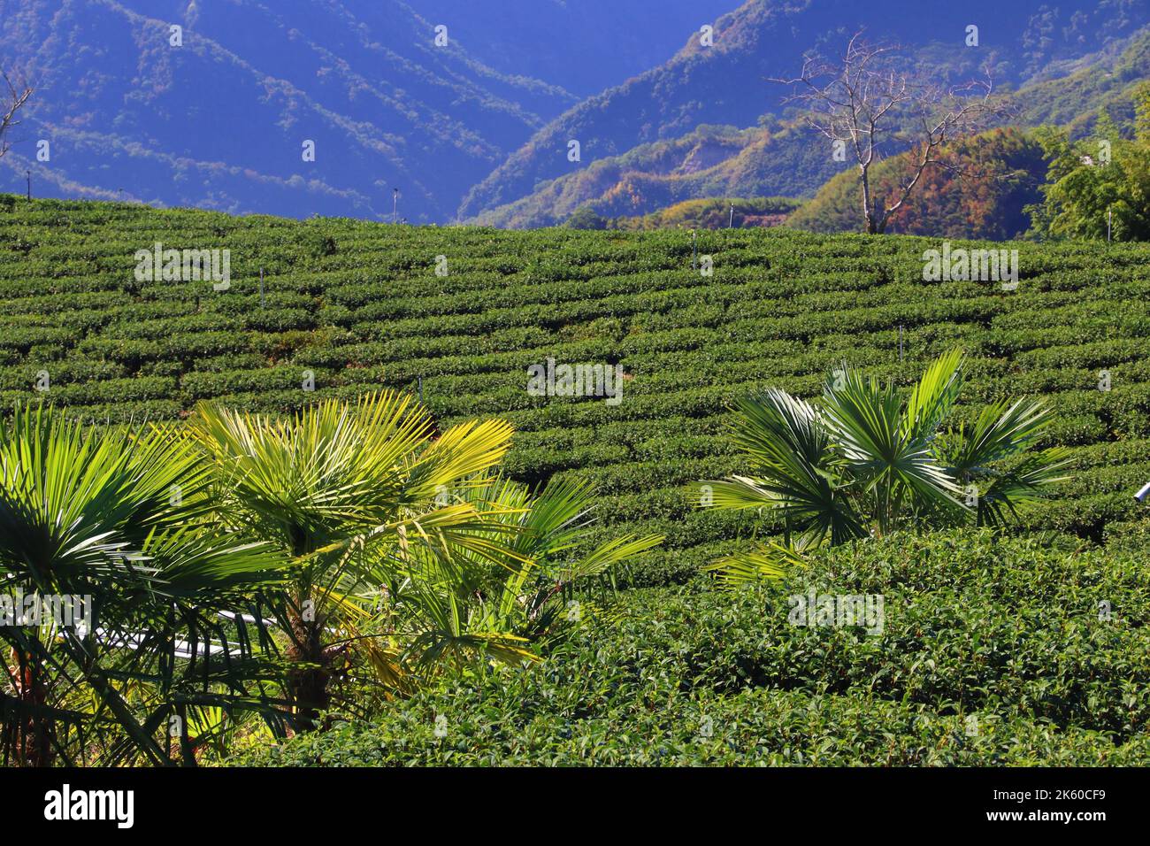 Tea fields in Taiwan. Hillside tea plantations in Shizhuo, Alishan ...