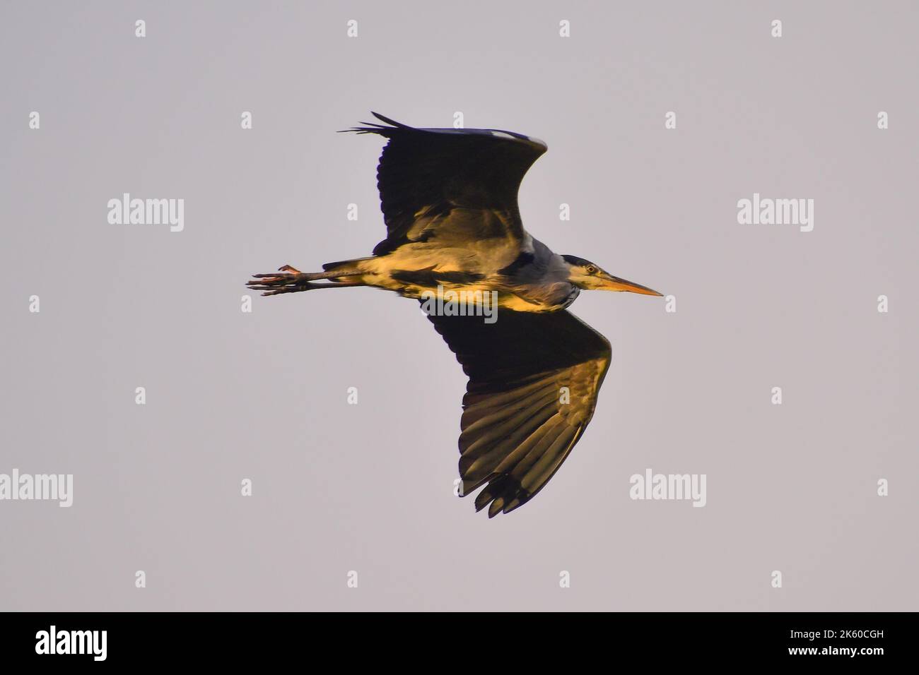 Heron, Hebden bridge, West Yorkshire Stock Photo - Alamy