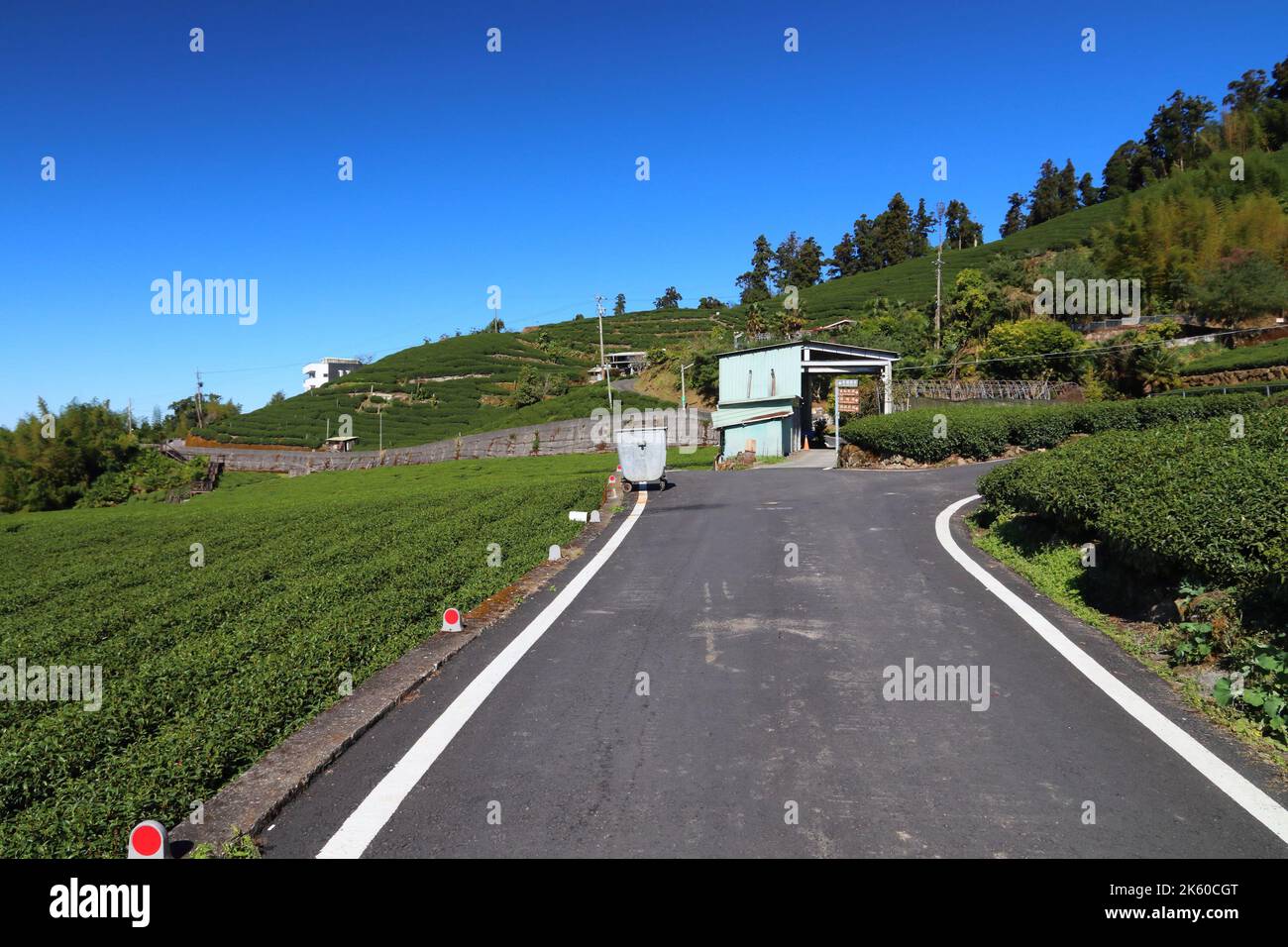 Road among tea fields in Taiwan. Hillside tea plantations in Shizhuo ...