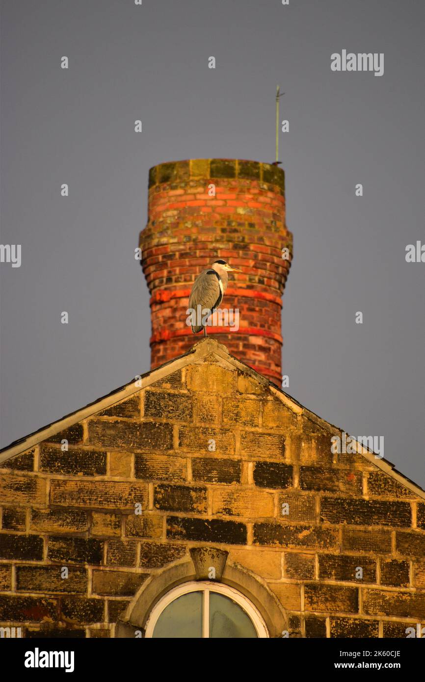 Heron, Hebden bridge, West Yorkshire Stock Photo - Alamy