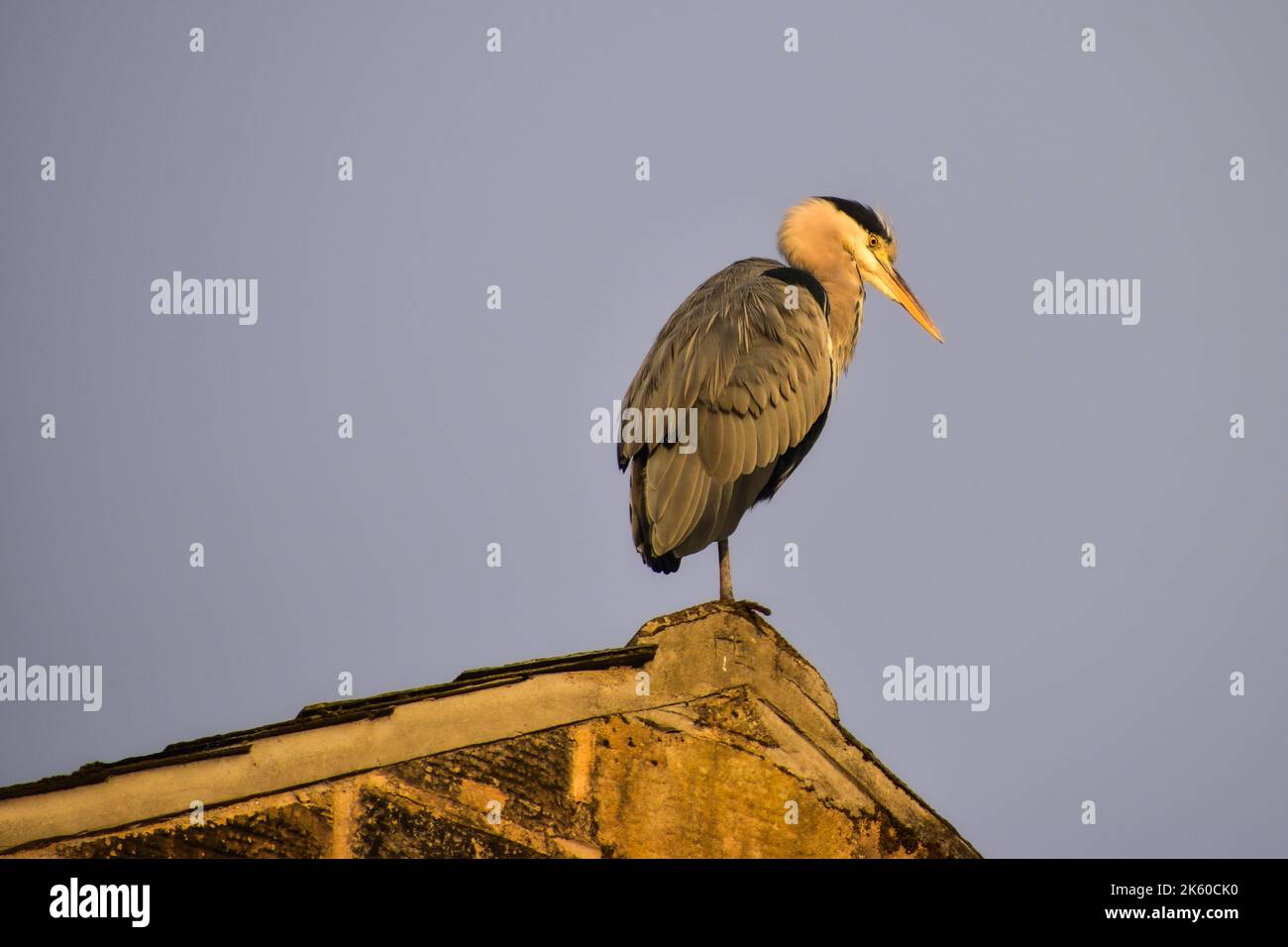 Heron, Hebden bridge, West Yorkshire Stock Photo - Alamy