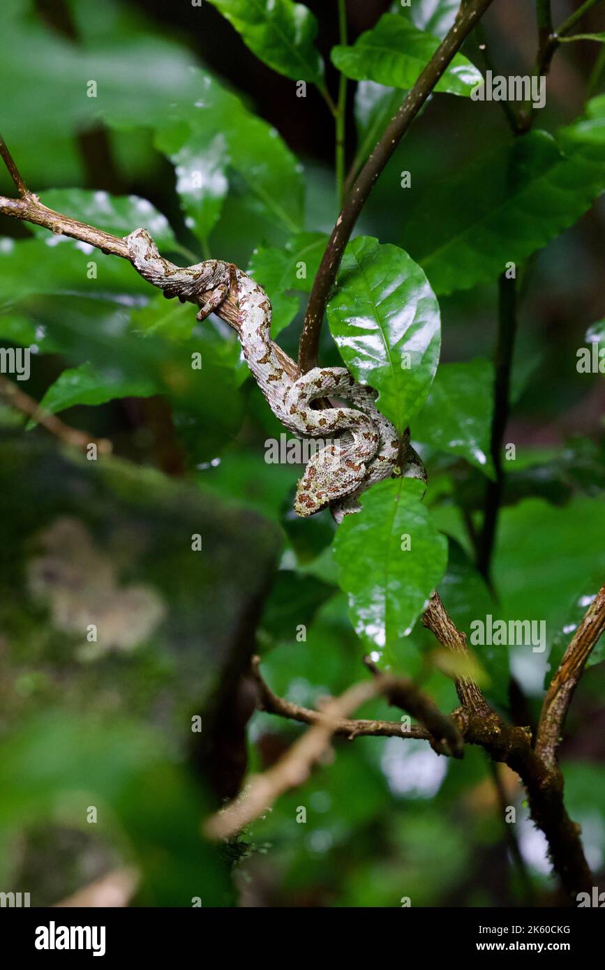 A vertical close-up shot of a grayish eyelash viper small snake on a ...