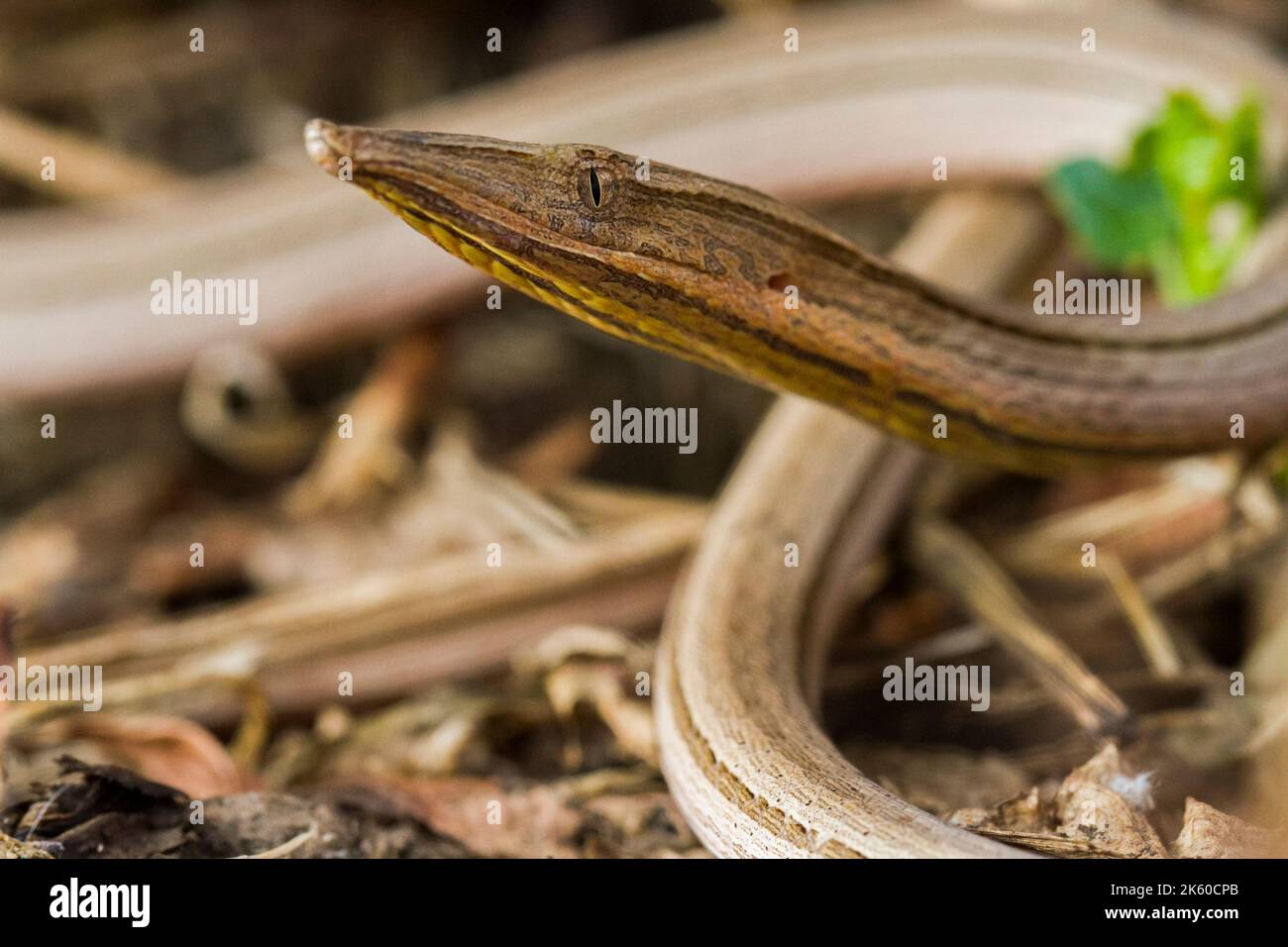 Burton's legless lizard or Lialis burtonis, Lialis burtonis pencil ...