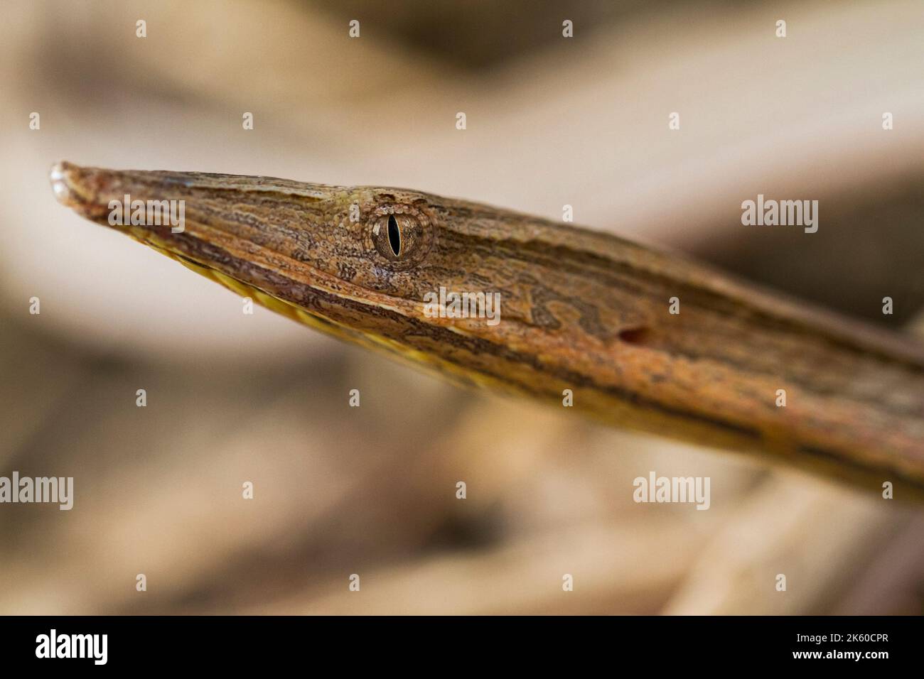 Burton legless lizard hi-res stock photography and images - Alamy