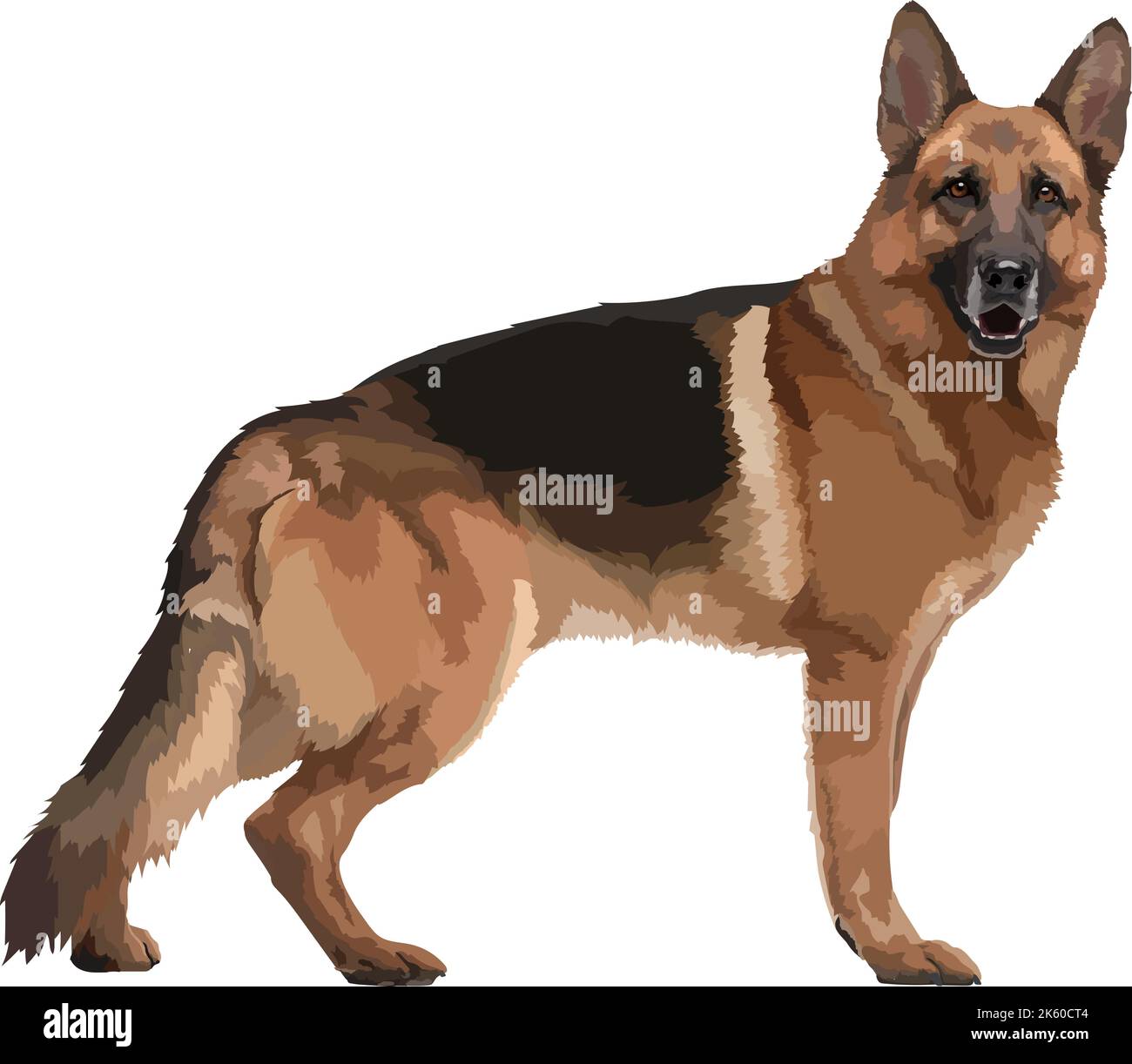 German shepherd dog breed realistic color vector illustration Stock ...