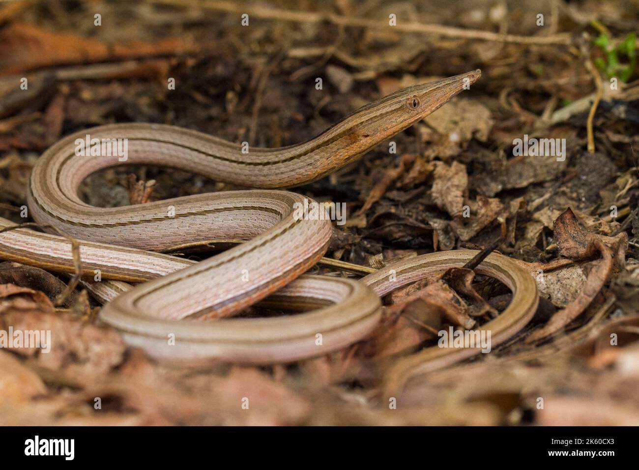 Burton legless lizard hi-res stock photography and images - Alamy