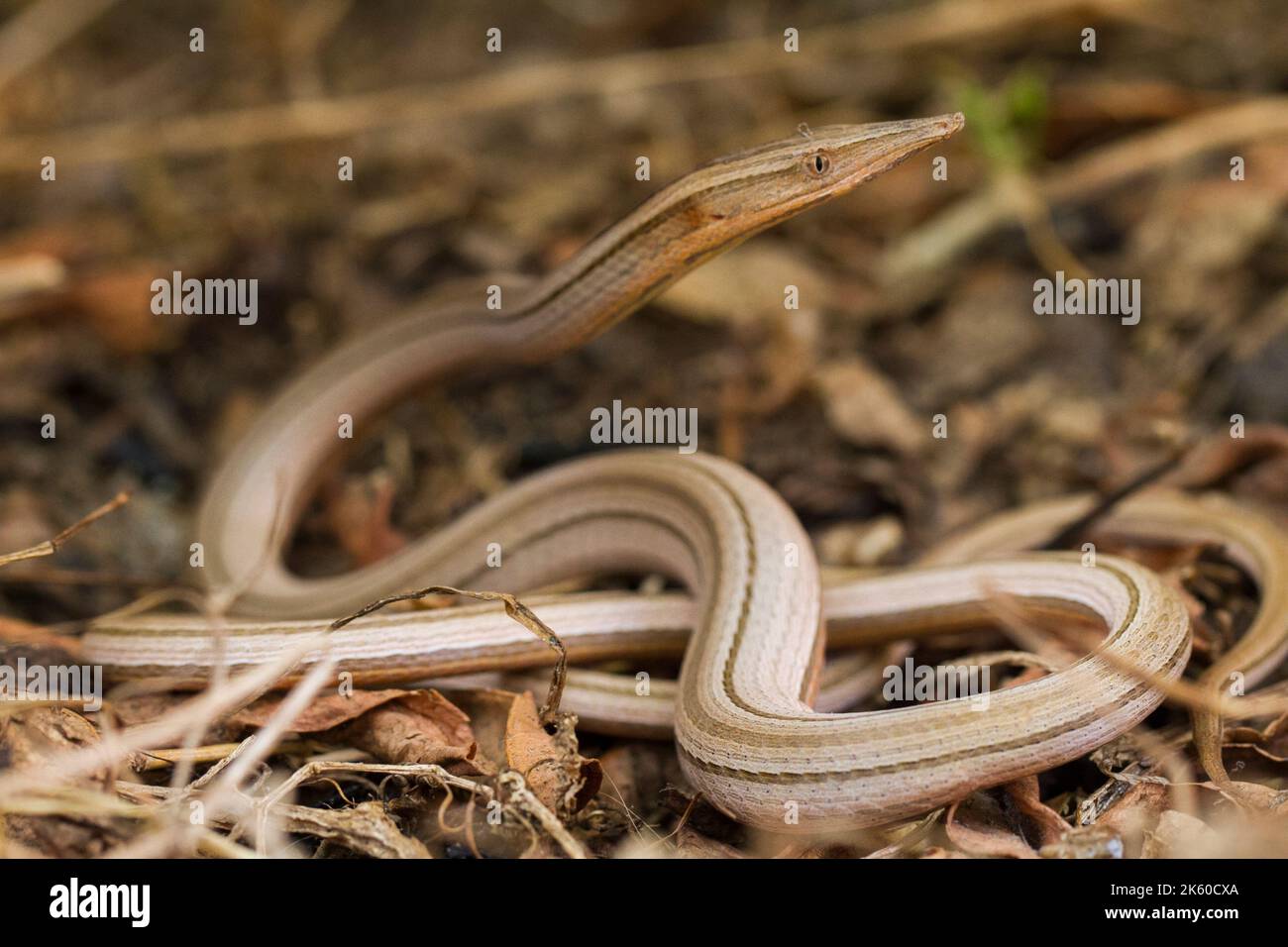 Burton legless lizard hi-res stock photography and images - Alamy