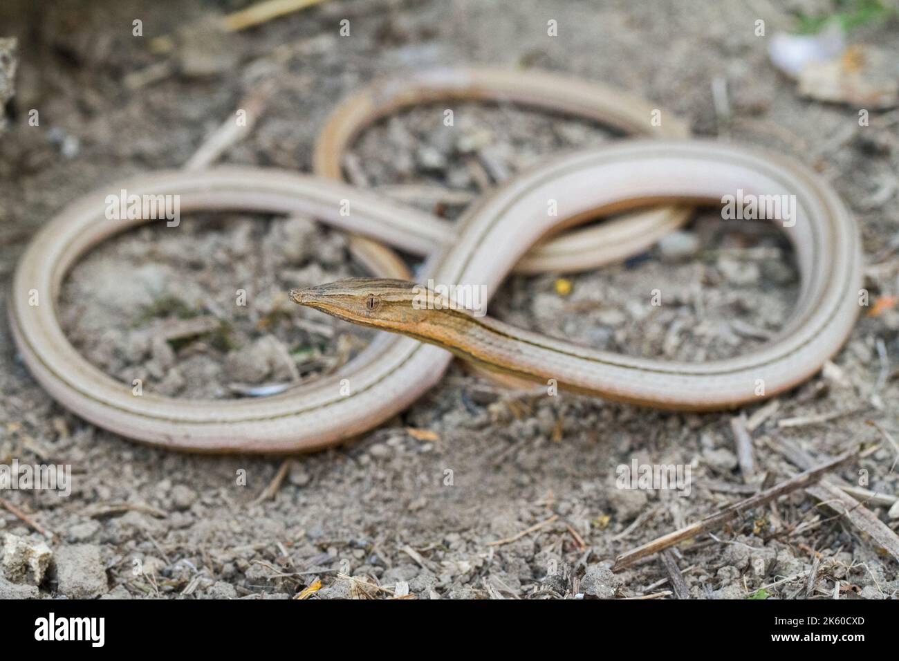 Burton legless lizard hi-res stock photography and images - Alamy