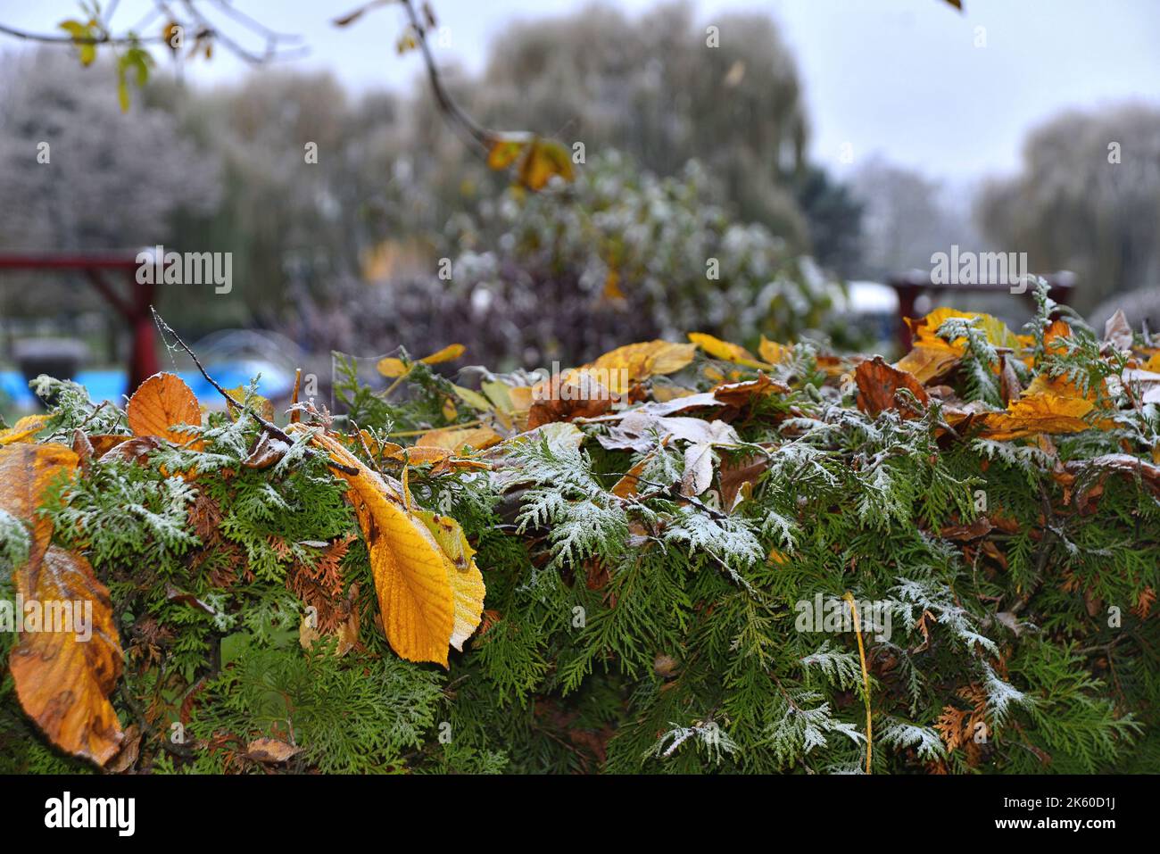 First signs of winter in the park with ochre leaves and thin ice cover ...